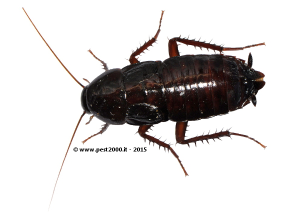 Le blatte: Blatta orientalis